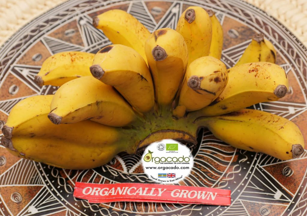 Dr Kalibala is the ‘avocado man’ helping sustain Africa with seeds - Nu ...